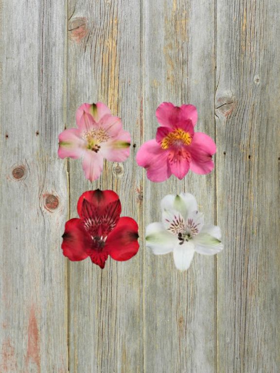 Wholesale Cupid Pack 2024 Assorted Colors Alstroemeria Delivered Online ...