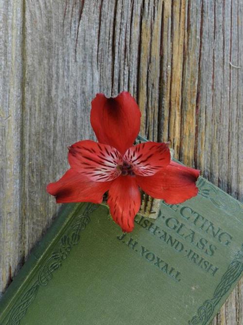 Wholesale Ariel Red Alstroemeria Delivered Online | FlowerFarm