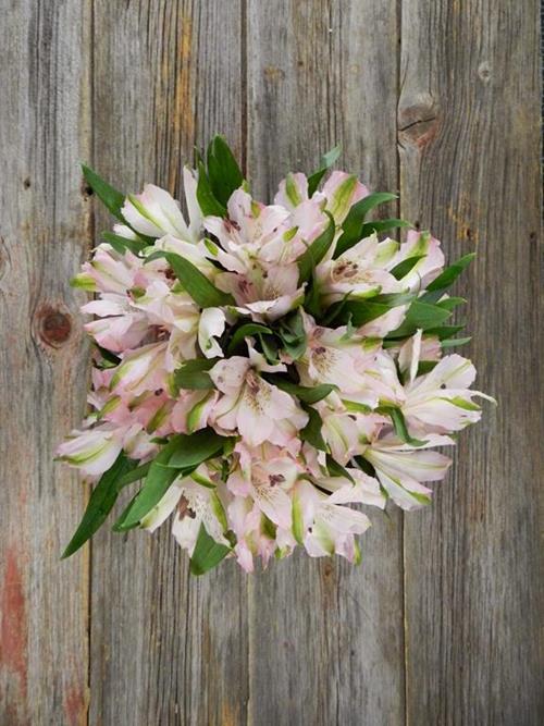 Wholesale Cherish Light Pink Alstroemeria Delivered Online | FlowerFarm
