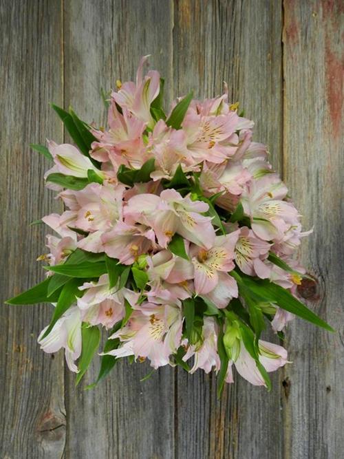 Wholesale Dubai Light Pink Alstroemeria Delivered Online | FlowerFarm