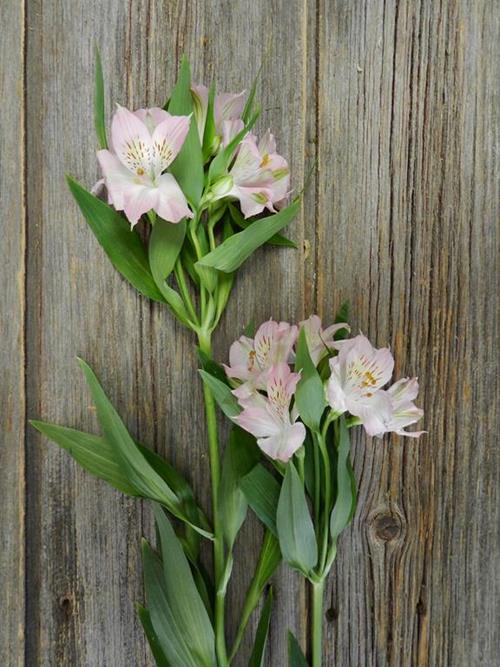 Wholesale Dubai Light Pink Alstroemeria Delivered Online | FlowerFarm