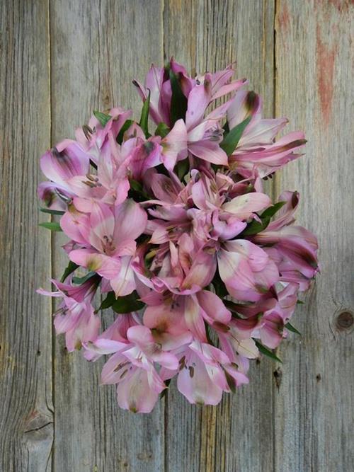 Wholesale Floriano Lavender Alstroemeria Delivered Online | FlowerFarm