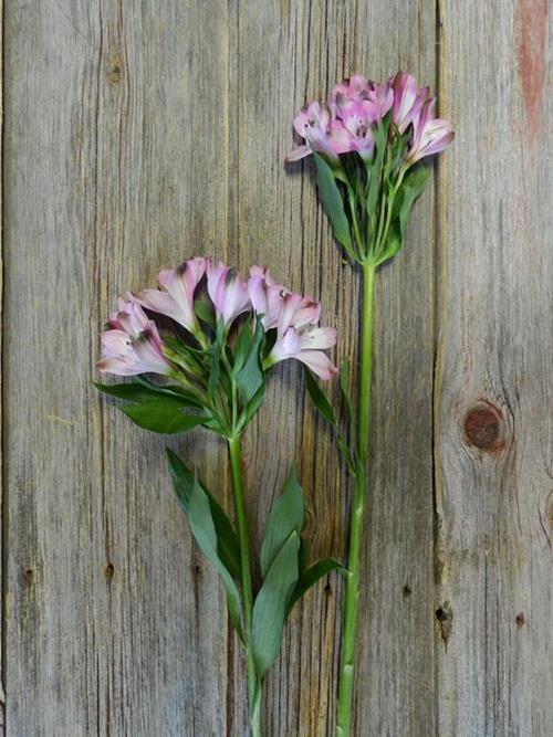 Wholesale Floriano Lavender Alstroemeria Delivered Online | FlowerFarm
