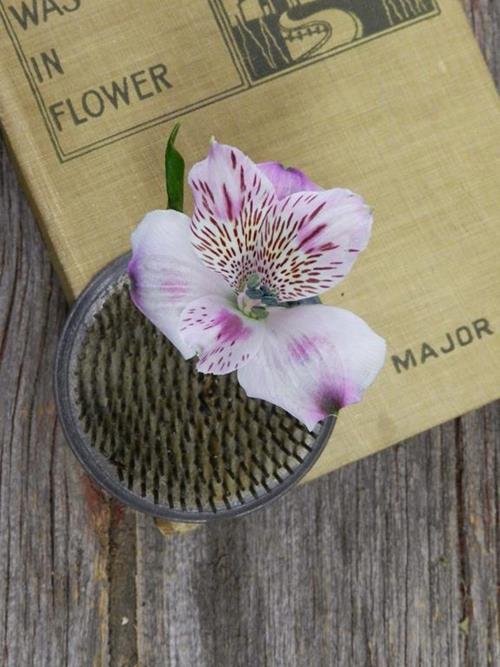 Wholesale Lavender Alstroemeria Delivered Online | FlowerFarm