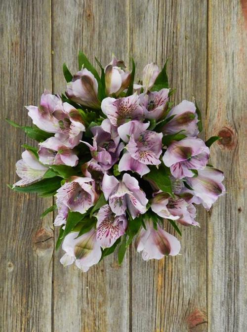 Wholesale Lavender Alstroemeria Delivered Online | FlowerFarm