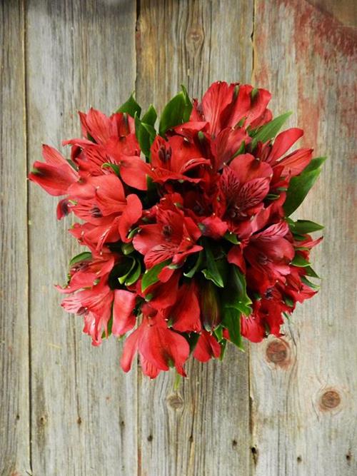 Wholesale Nadia Red Alstroemeria Delivered Online | FlowerFarm
