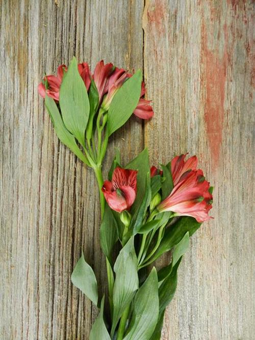 Wholesale Nadia Red Alstroemeria Delivered Online | FlowerFarm