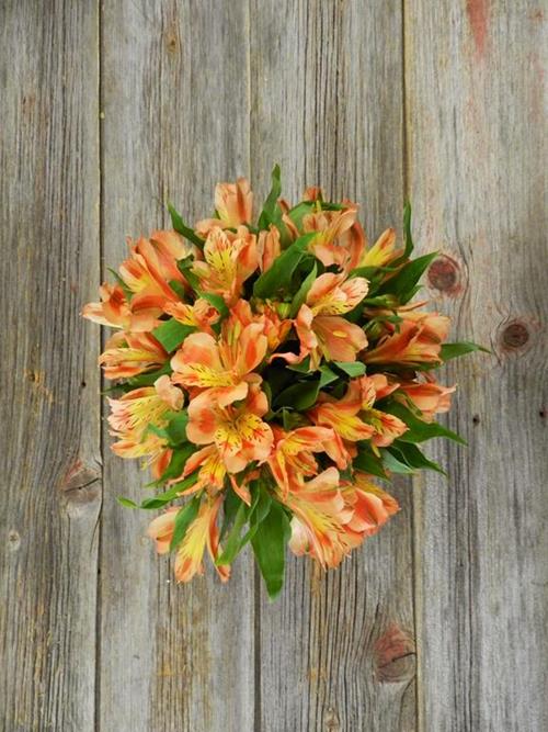 Wholesale Orange Alstroemeria Delivered Online | FlowerFarm