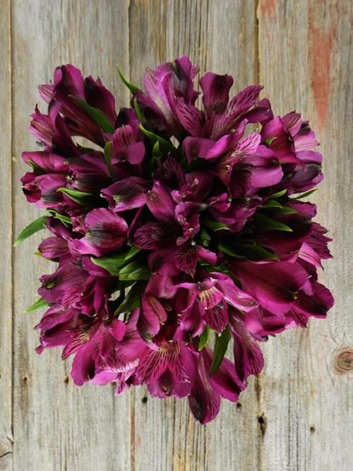 Wholesale Purple Alstroemeria Delivered Online | FlowerFarm