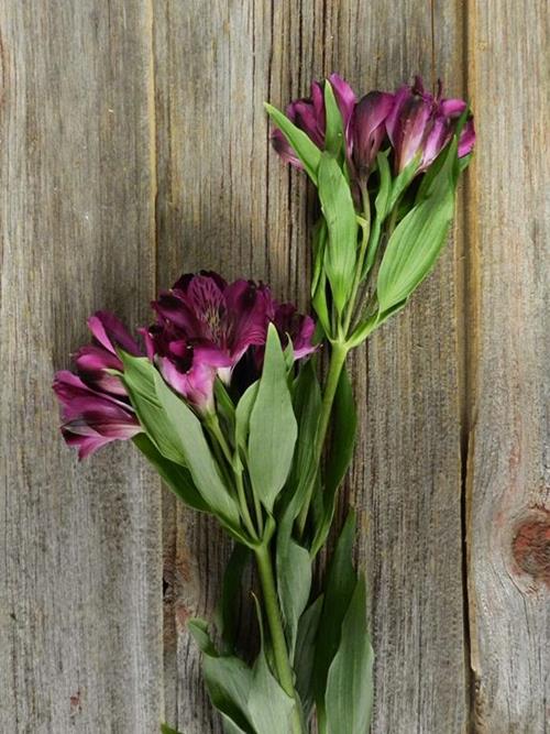 Wholesale Purple Alstroemeria Delivered Online | FlowerFarm