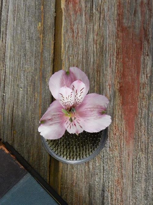 Wholesale Stratus Lavender Alstroemeria Delivered Online | FlowerFarm