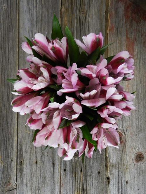 Wholesale Stratus Lavender Alstroemeria Delivered Online | FlowerFarm