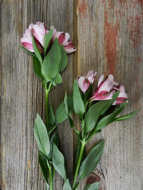 Wholesale Stratus Lavender Alstroemeria Delivered Online | FlowerFarm