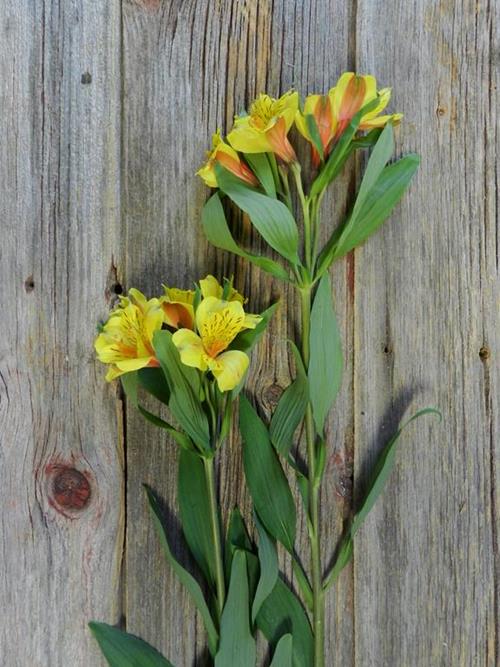 Wholesale Verdi Butterfly Plus Yellow Alstroemeria Delivered Online ...