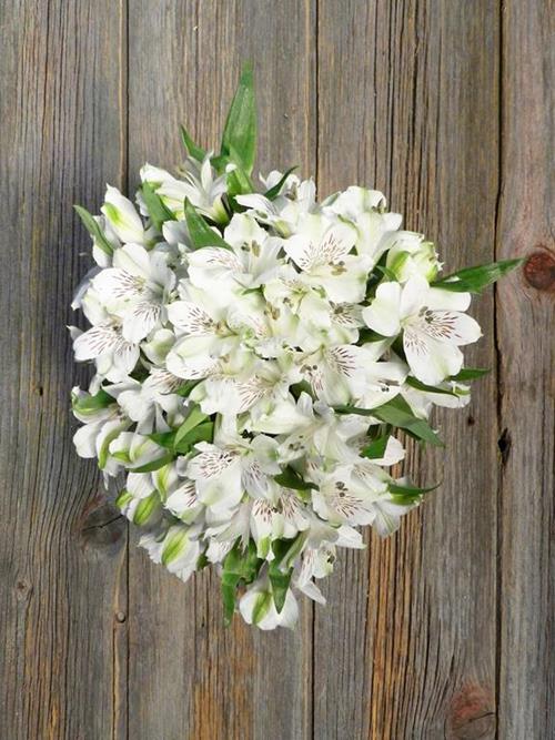 Wholesale Virginia White Alstroemeria Delivered Online | FlowerFarm