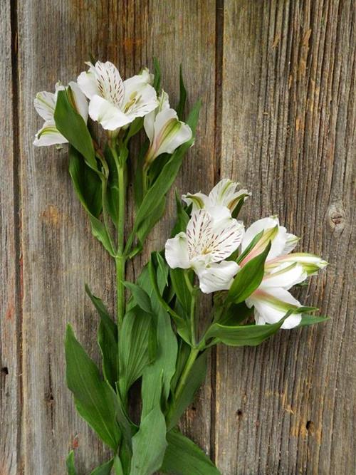 Wholesale White Alstroemeria Delivered Online | FlowerFarm