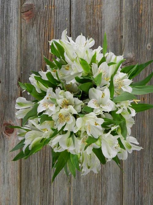 Wholesale Whistler White Alstroemeria Delivered Online | FlowerFarm