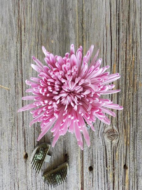 Wholesale Disbuds/mums in Bulk | FlowerFarm - Fresh Cut Disbuds/mums