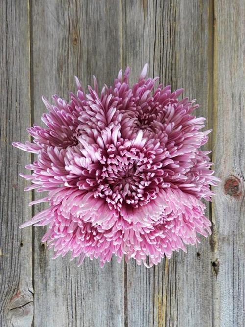 Wholesale Anastasia Lavender Disbuds Delivered Online | FlowerFarm