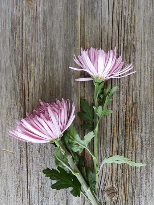 Wholesale Anastasia Lavender Disbuds Delivered Online | FlowerFarm