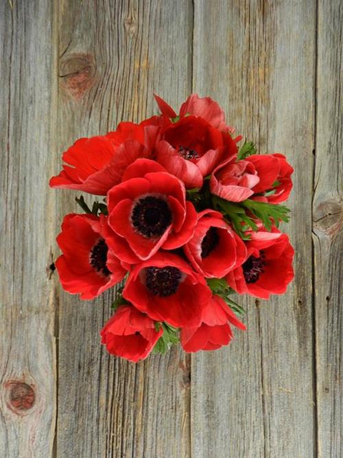 Wholesale Red Anemone Delivered Online | FlowerFarm