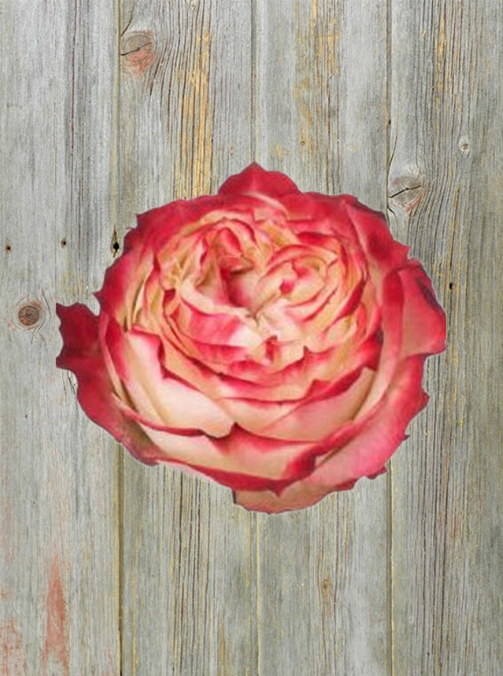 Wholesale Applejack Bicolor White And Pink Garden Rose Delivered Online ...