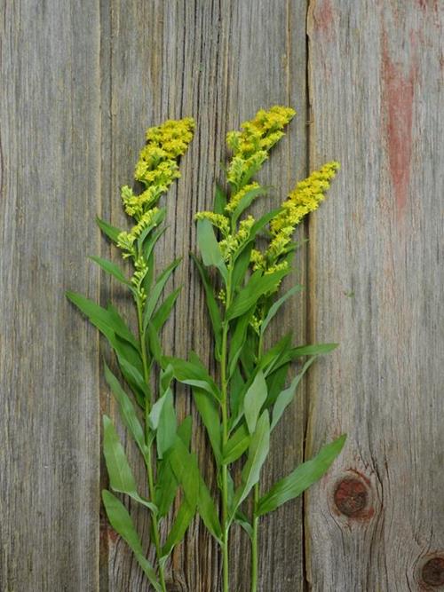 Wholesale Carnival Gold 5 Stem Bunch Yellow Aster Delivered Online ...