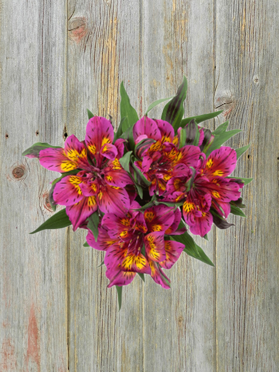 Wholesale Astronova 75Cm Purple Alstromeria Delivered Online | FlowerFarm
