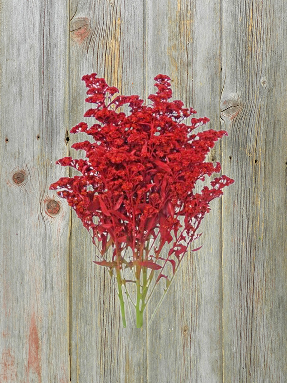 Wholesale Yellow Solidago Painted Red Delivered Online | FlowerFarm