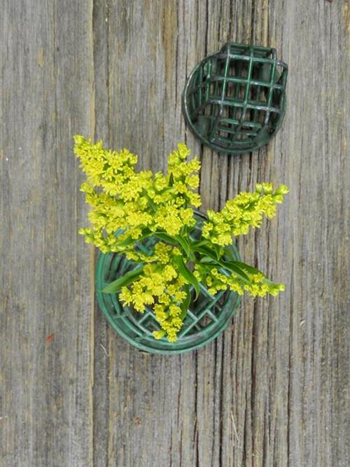Wholesale Tara Solidago Yellow Aster Delivered Online | FlowerFarm