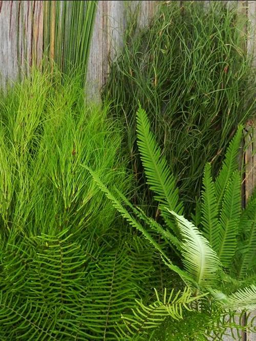 Wholesale Mixed Australian Assorted Greens Delivered Online | FlowerFarm