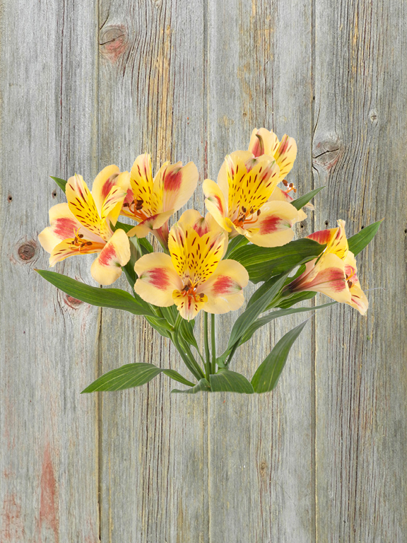 Wholesale Bali Yellow Alstromeria Delivered Online | FlowerFarm