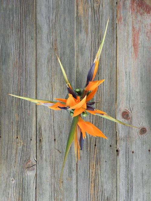 Wholesale Assorted Birds Of Paradise Delivered Online | FlowerFarm