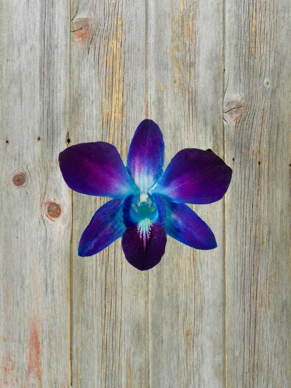 Wholesale Blue Dendrobium Bouquet - 5 Stem Delivered Online | FlowerFarm