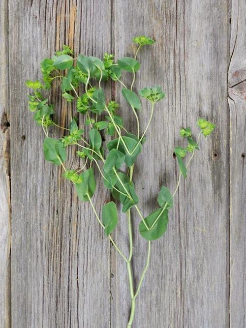 Wholesale Green Bupleurum Delivered Online | FlowerFarm