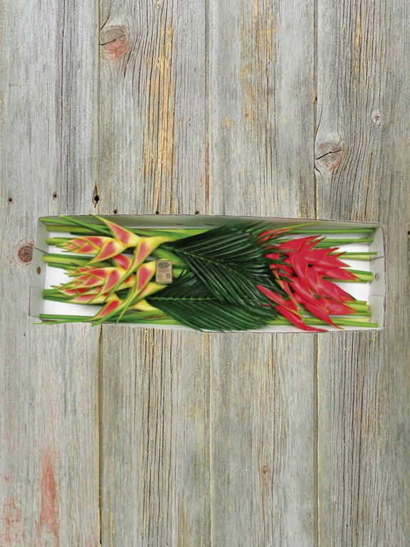 Wholesale Caribe Tropical Flowers & Foliages Combo Box Delivered Online ...