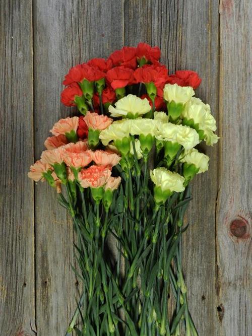 Wholesale Fall Colors Assorted Carnations Delivered Online | FlowerFarm