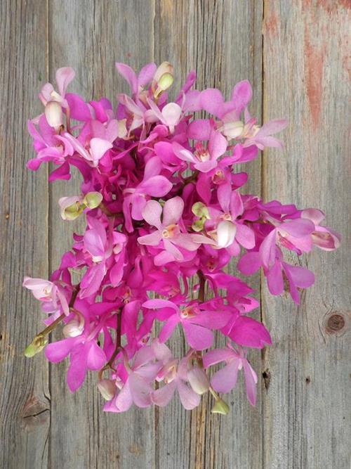 Wholesale Calypso Mokara Hot Pink Orchids Delivered Online | FlowerFarm