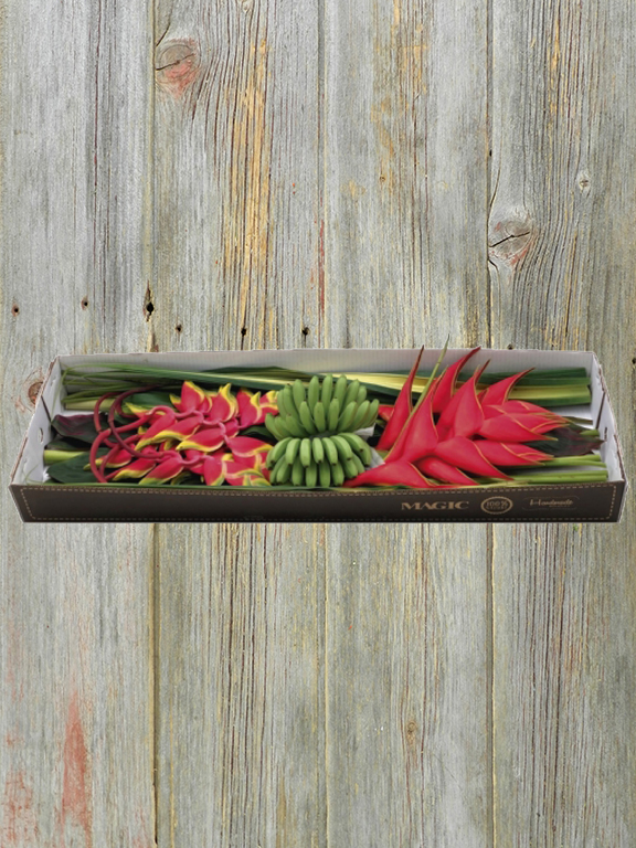 Wholesale Variety Pack 12 - Alstromeria, Carnations & Mini Carnations ...