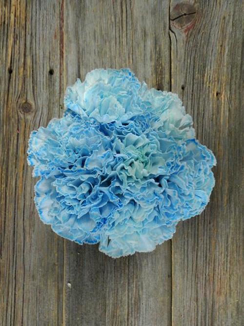 Wholesale Blue Tinted Carnations Delivered Online | FlowerFarm