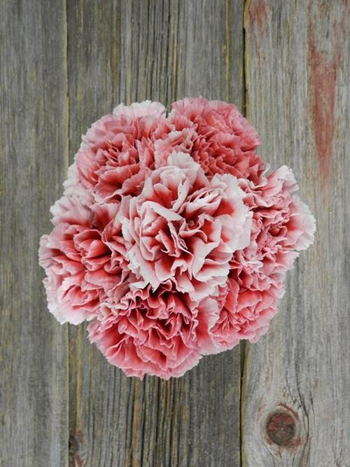Wholesale Cheerio Bi-Color Red/ White Carnations Delivered Online ...