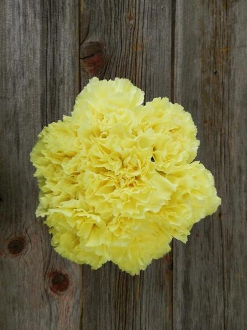 Wholesale Diletta Yellow Carnations Delivered Online | FlowerFarm