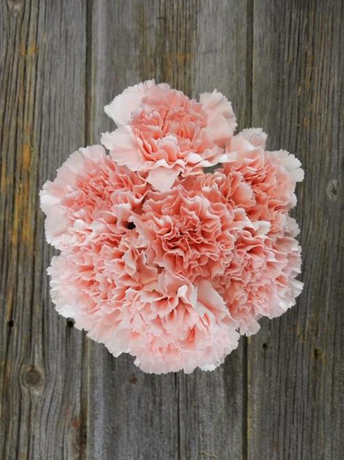 Wholesale Doncel Light Pink Carnations Delivered Online | FlowerFarm