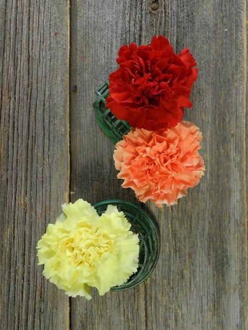 Wholesale Fall Color Assorted Carnations Delivered Online | FlowerFarm