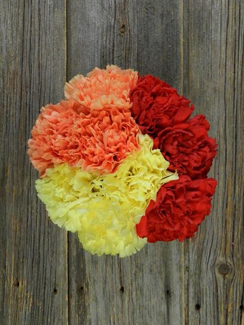 Wholesale Fall Color Assorted Carnations Delivered Online | FlowerFarm