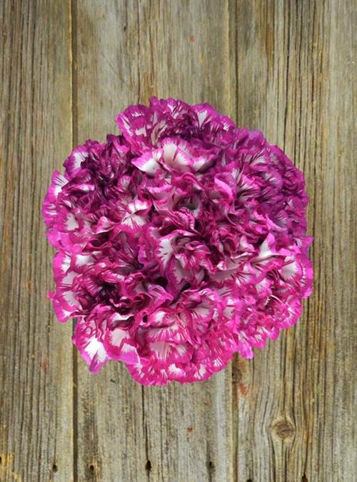 Wholesale Kino Bi-Color Purple/ White Carnations Delivered Online ...