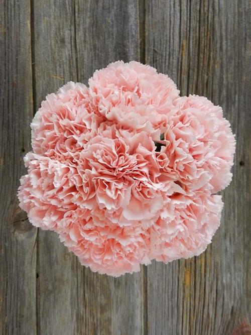 Wholesale Light Pink Carnation Delivered Online | FlowerFarm
