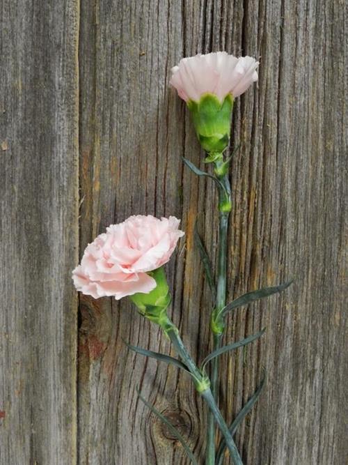 Wholesale Light Pink Carnation Delivered Online | FlowerFarm