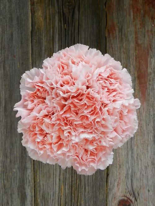 Wholesale Mizuki Pale Pink Carnations Delivered Online | FlowerFarm