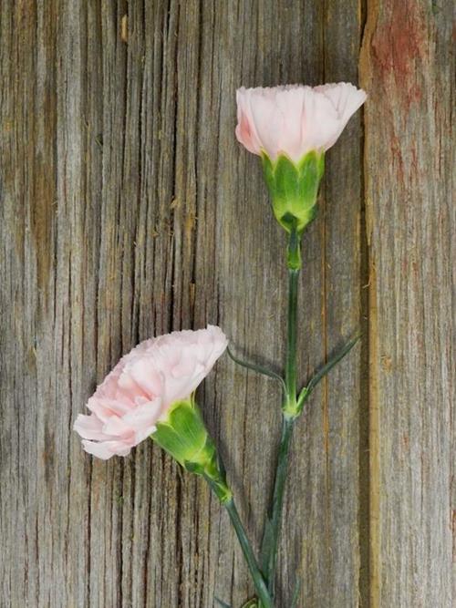 Wholesale Mizuki Pale Pink Carnations Delivered Online | FlowerFarm